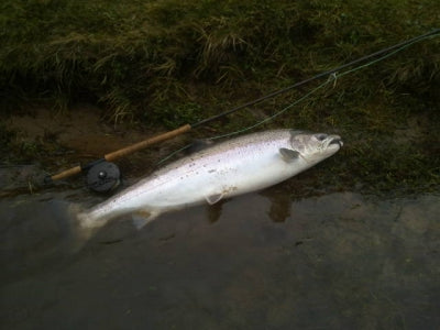 Big Dee Springer – Frödinflies