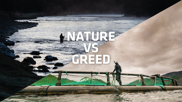 Nature vs Greed – Take Action for Wild Salmon! | Film Archive – Frödinflies